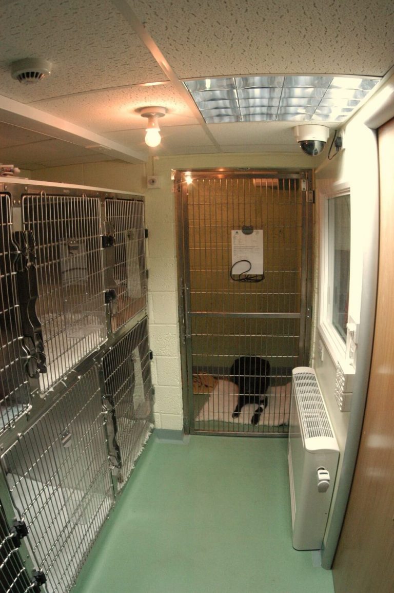 Dog Ward | BEST FRIENDS VETERINARY